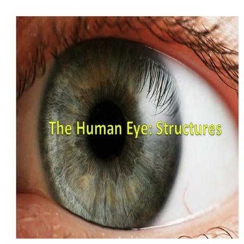 474173914-The-Human-Eye-PowerPoint-pptx.pptx
