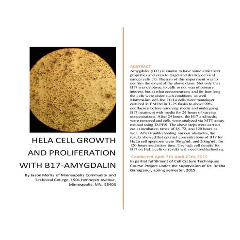 VIROMER® ONE RED - a standardized transfection reagent for plasmid DNA ...