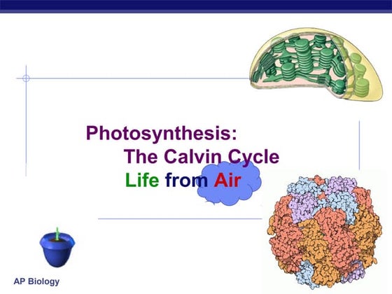 Light independent reactions of photosynthesis | PPTX | Chemistry | Science