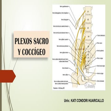 Plexo sacro | PPT