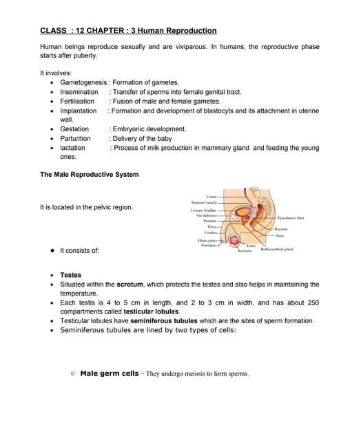 Human Reproduction Pptx Class Xii Biology Pptx 6370