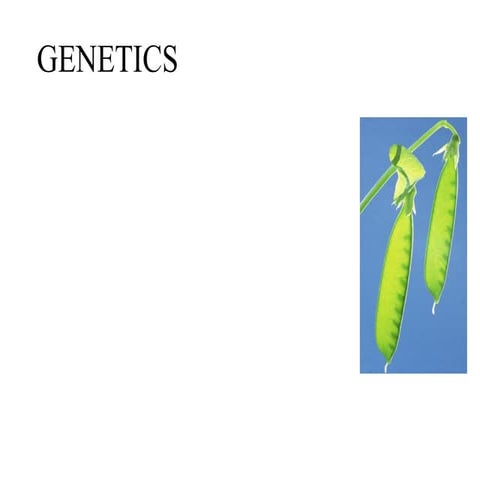 Medical Genetics for medical technologies | PPT