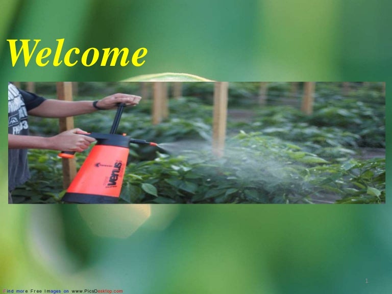 Effect Of Foliar Application Of Liquid Organic Fertilizers On Crop Gr…