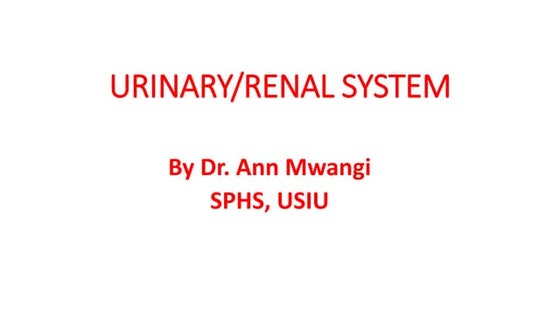 Renal System Anatomy | PPT