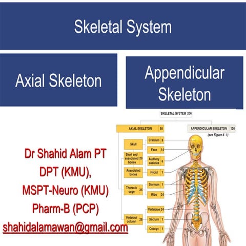 Human Skeletal System, Class 11 (Science).pptx