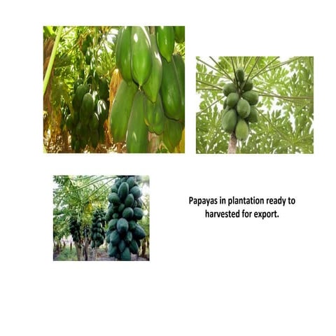 papaya processing | PPT