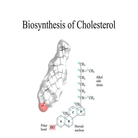 Biosynthesis of cholesterol --Sir Khalid (Biochem) | PPT