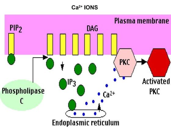 Calcium atpase pumps | PPTX | Biological Sciences | Science
