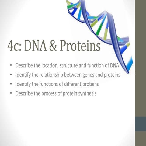 4c dna and protein | PPT