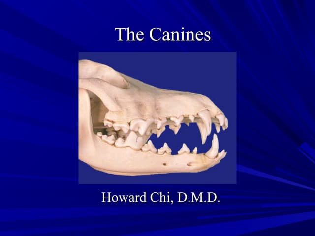 Peramanent Maxillary Canine | PPTX