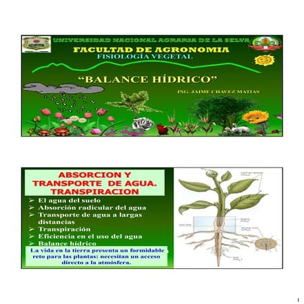 apoplasto y simplasto Absorcion del agua por las plantas | PDF