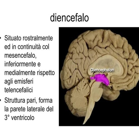 w 4 diencefalo.pdf