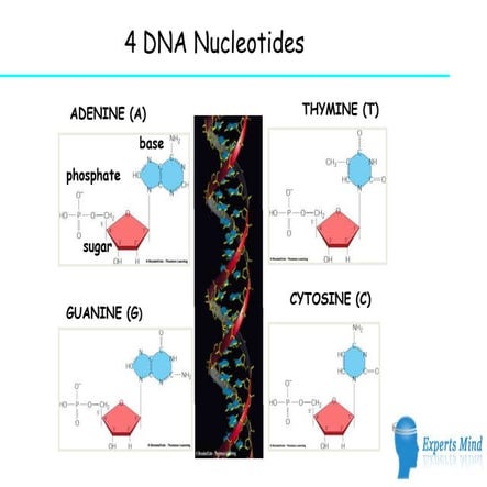 4 dna nucleotides | PPTX