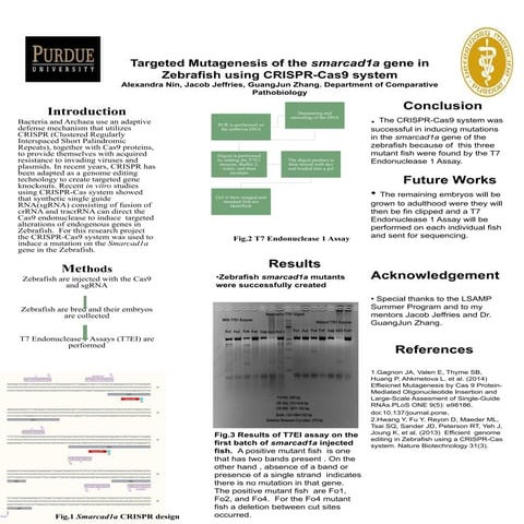 LSAMP final poster | PDF