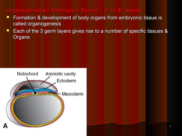 Third week of human development | PPTX