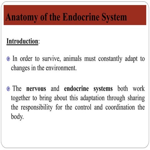 4 Endocrine system.pdf