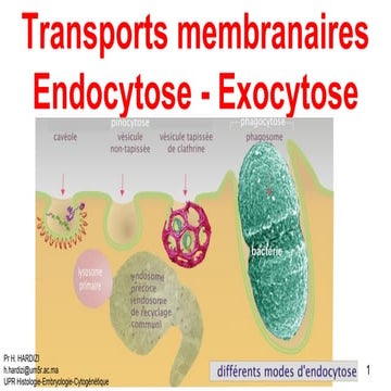 4 Endocytose exocytose biologie cellulaire | PDF
