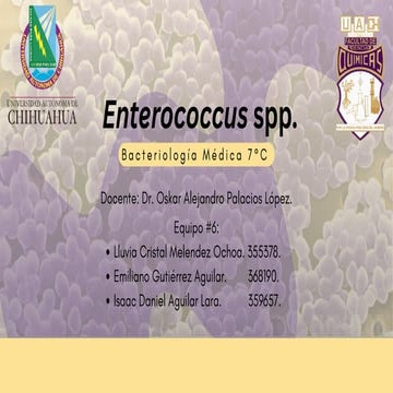 Enterococcus Faecium | PPT