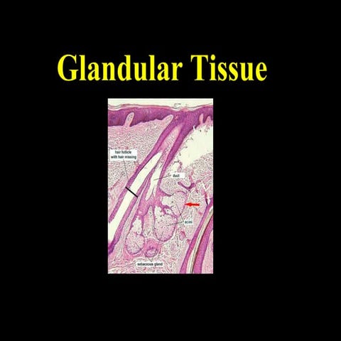 Histology of glands | PPTX