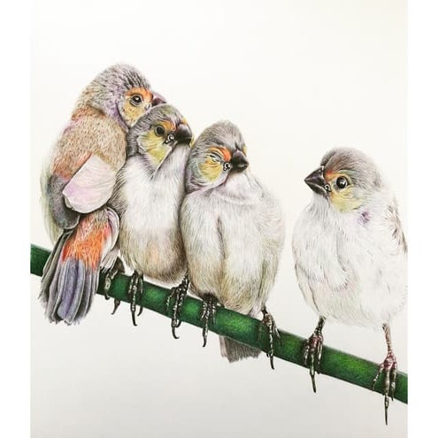 4 little birds | PPT