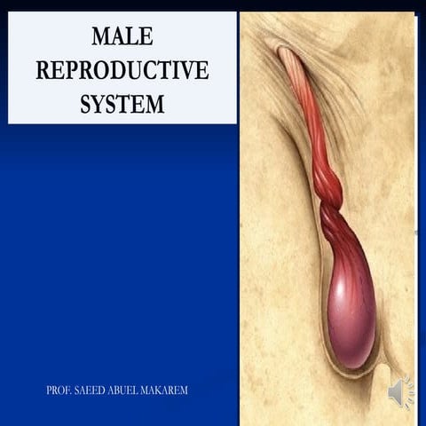 4) Male Reproductive System.PPT anatomy and | PPT