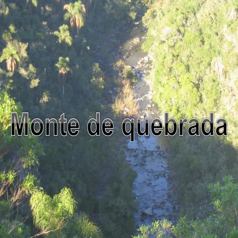 4 monte de quebrada | PPT