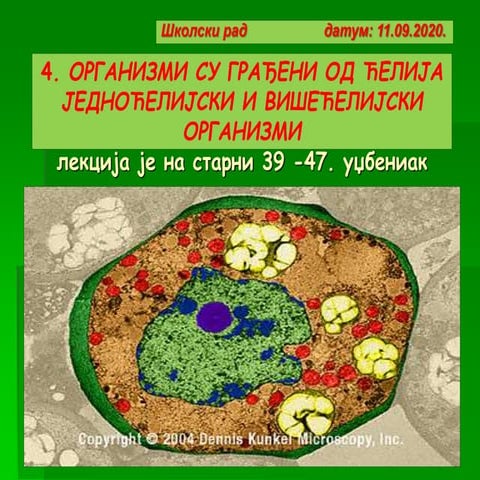 4 Organizmi su gradjeni od celija | PPT