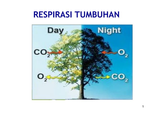 8. laporan praktikum biologi respirasi kecambah | DOCX