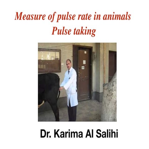 Anatomy of the Ruminant Stomach | PPTX