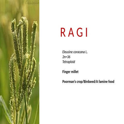 4 Ragi for plant breeding and genetics in plants | PPTX
