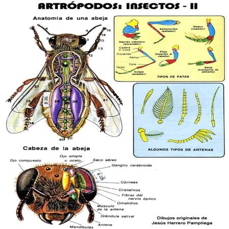 4 recortable abeja | PDF