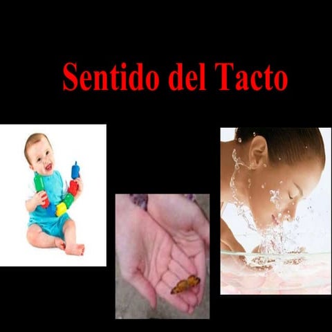 Sentido del tacto | PPT