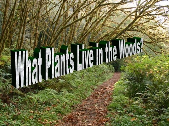 4thgradechapter1lesson2.ppt types of plants | PPT