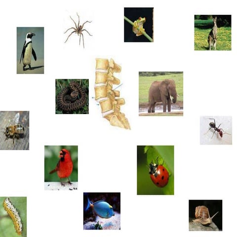 4th science animals pp20,21 | PPTX