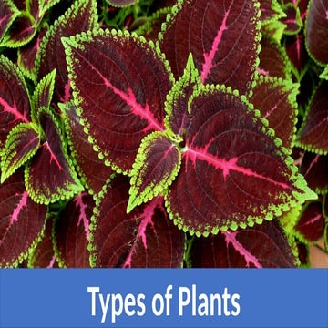 4TH WEEK - TYPES OF PLANTS - grade 4.pptx