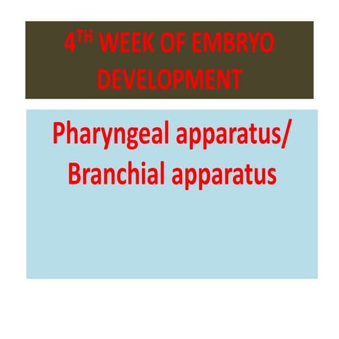 4TH WEEK OF EMBRYO DEVELOPMENT.pptx embryo | PPTX