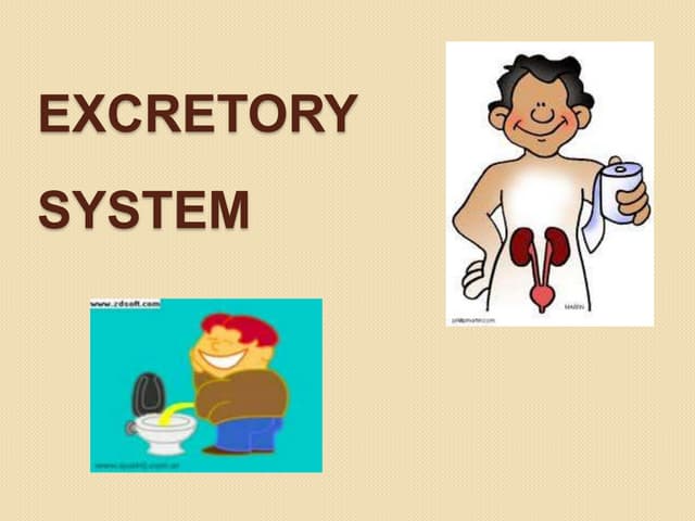 Body Systems - Grade 4 | PPTX