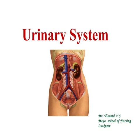 The urinary system | PPTX