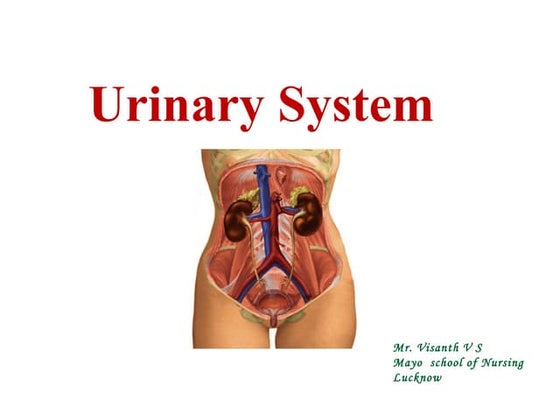 Renal System Anatomy | PPTX