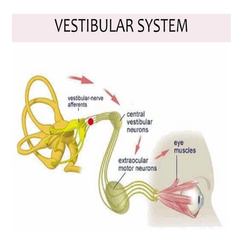 Vestibular System (Ear) Lecture for students | PDF