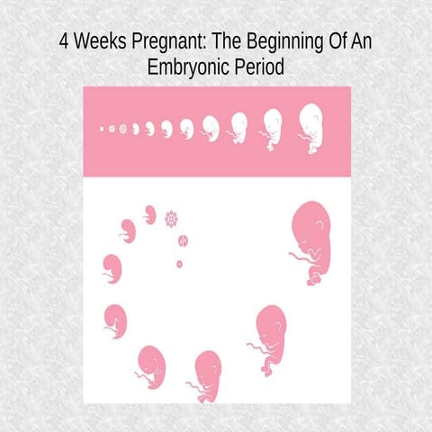 4 Weeks Pregnant: What to Expect | Pregnancy Week By Week | ODP