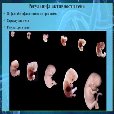 5. Regulacija aktivnosti gena, geneticko inzenjerstvo | PPTX