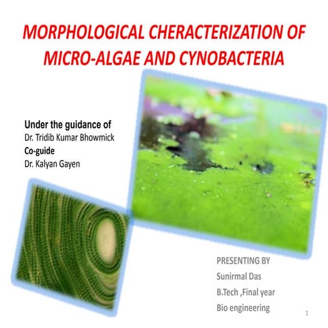 morphology of micro algae ad permanent slide preparation of micro algae ...