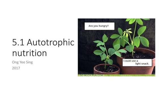 Photosynthesis | PPTX | Chemistry | Science