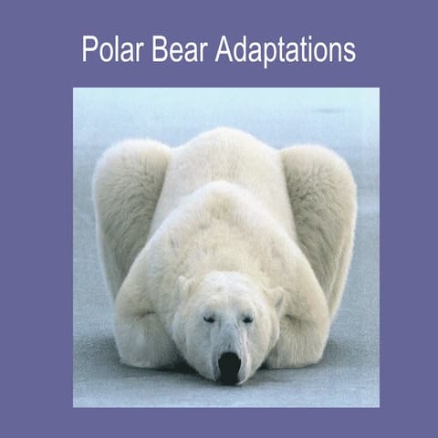 Polar bear adaptations | PPTX