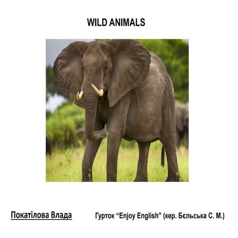 WILD ANIMALS | PPTX