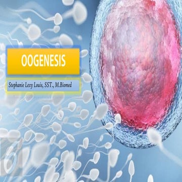 Oogenesis | PDF