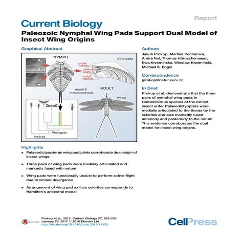 5. paleozoic nymphal wing (1) | PDF