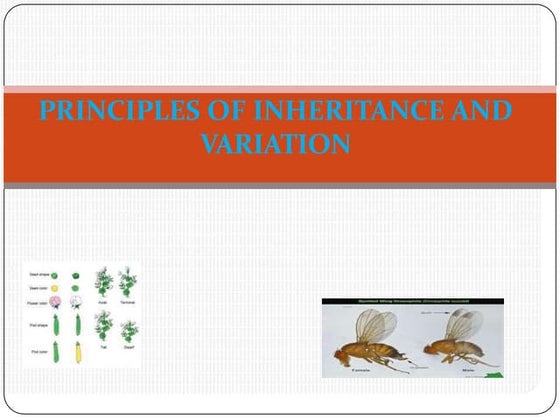 CHROMOSOMAL THEORY OF INHERITANCE | PPT