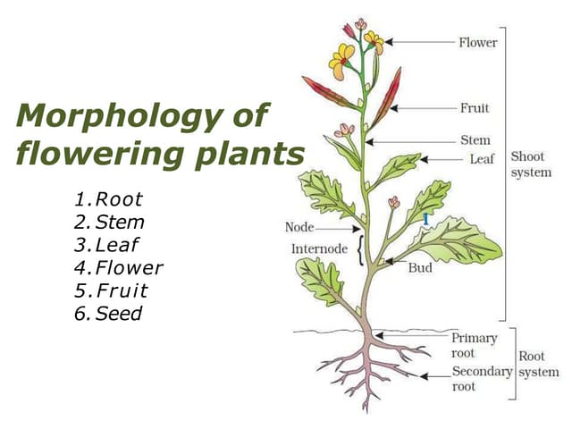 Root - Characteristics, types, Structure & Functions | PPTX